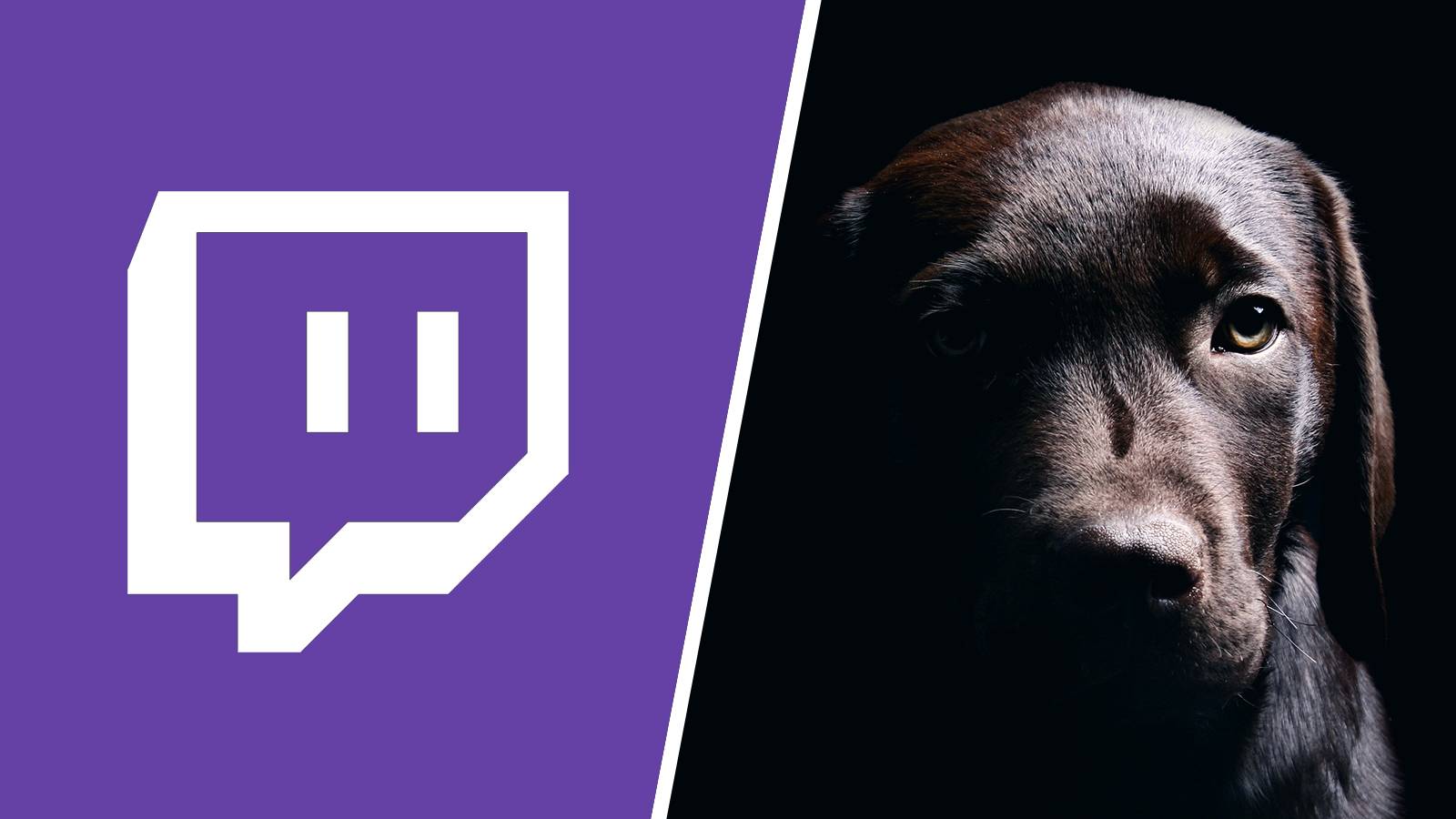 Streamer Beats And Strangles His Dog After Losing In Fortnite