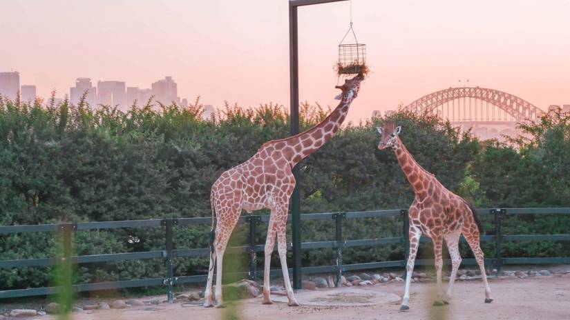 10 Real-Life Zoos To Use As Inspiration For Planet Zoo
