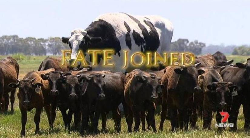 10 Final Fantasy XIV Memes Only True Warriors Of Light Would Understand