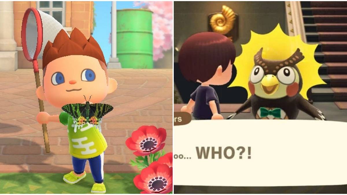 Animal Crossing: 10 Reasons Why Blathers May Hate Bugs So Much