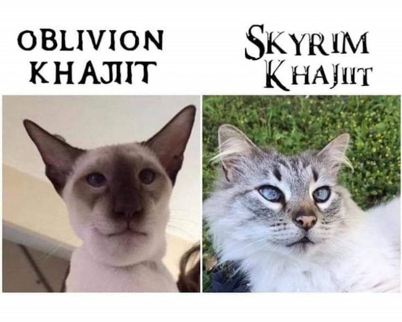 Elder Scrolls: 10 Hilarious Khajiit Memes