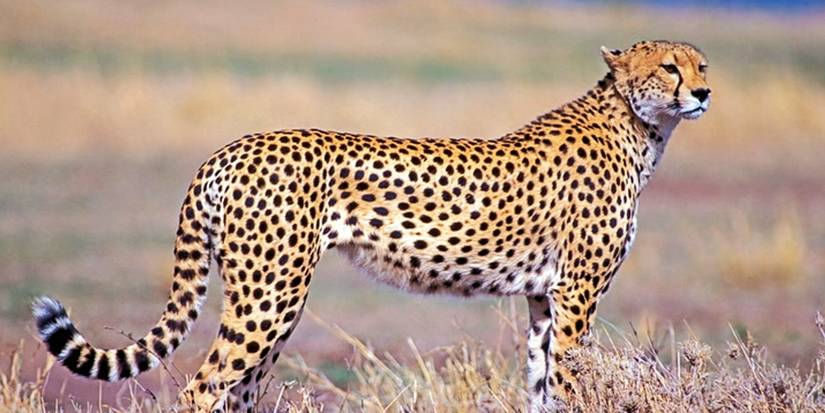 10 Pokemon Animal Inspirations That Haven't Been Done Yet