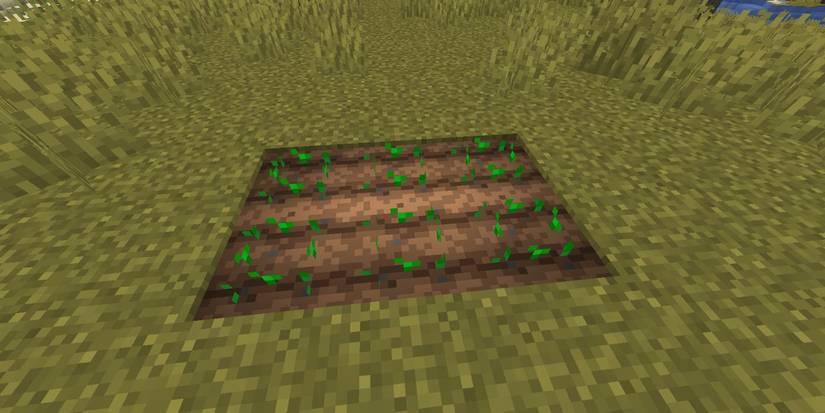 Minecraft: Everything You Need To Know About Growing Crops