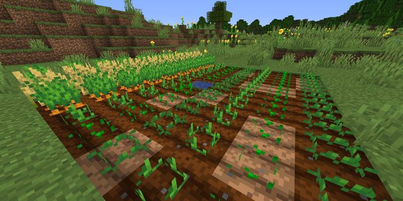Minecraft: Everything You Need To Know About Growing Crops