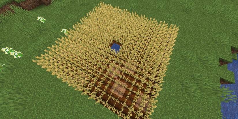 Minecraft: Everything You Need To Know About Growing Crops