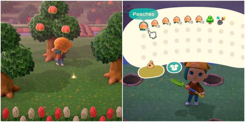 How To Design A Fruit Orchard In ACNH