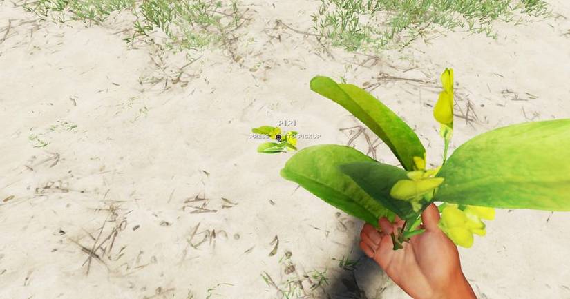 Stranded Deep: Where To Find And How To Use The Pipi Plant