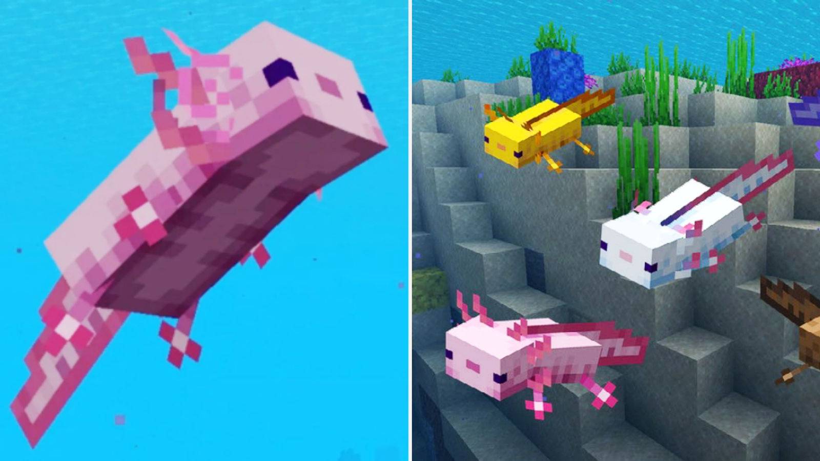 Minecraft Everything You Need To Know About Axolotls