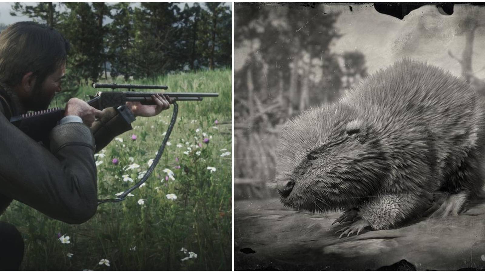 Red Dead Redemption 2: Where To Find Beavers