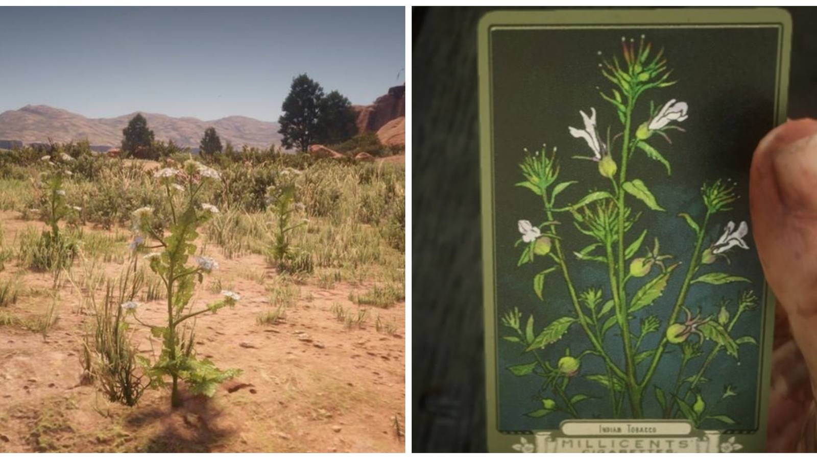 Red Dead Redemption 2: 10 Best Herbs And Plants And Where To Find Them