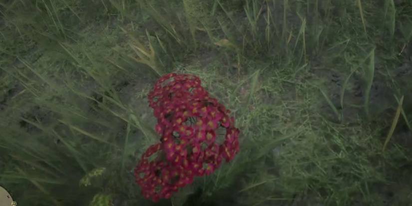 Red Dead Redemption 2: 10 Best Herbs And Plants And Where To Find Them