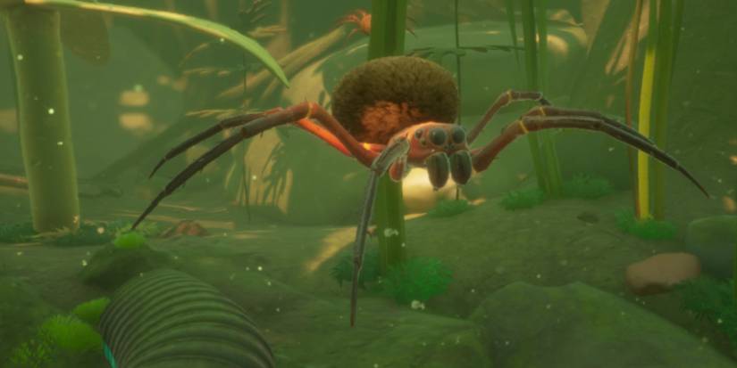 diving bell spider grounded