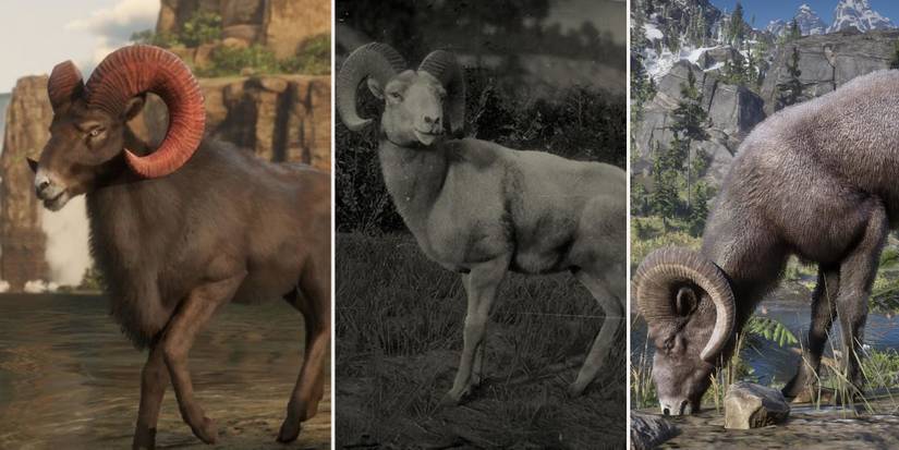 Where To Find Bighorn Ram In Red Dead Redemption 2