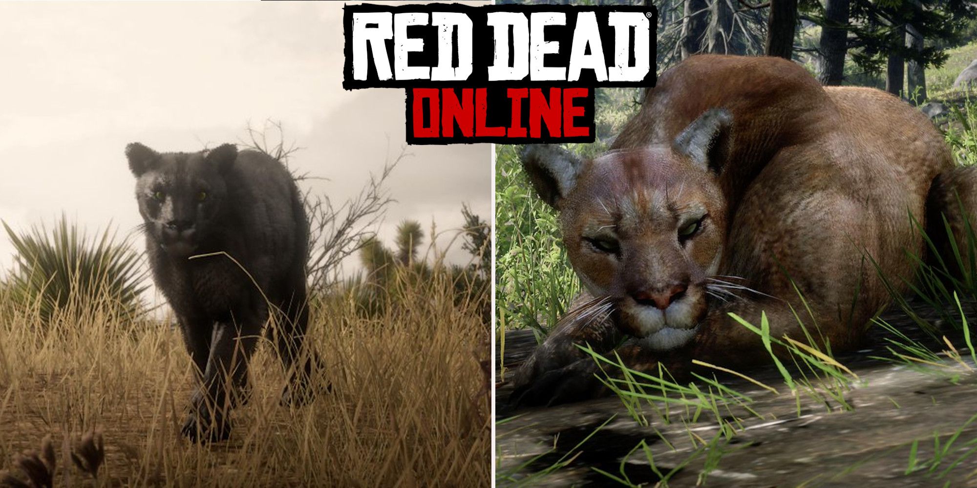 Where To Find Cougars In Red Dead Online