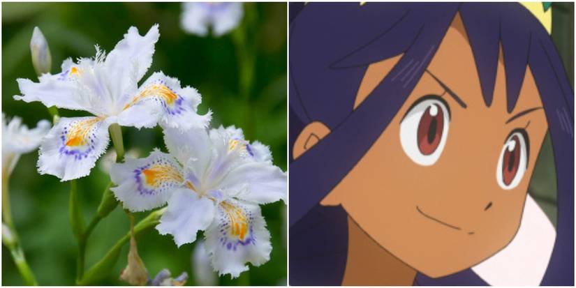 Things You Didn't Know Pokemon's Drayden