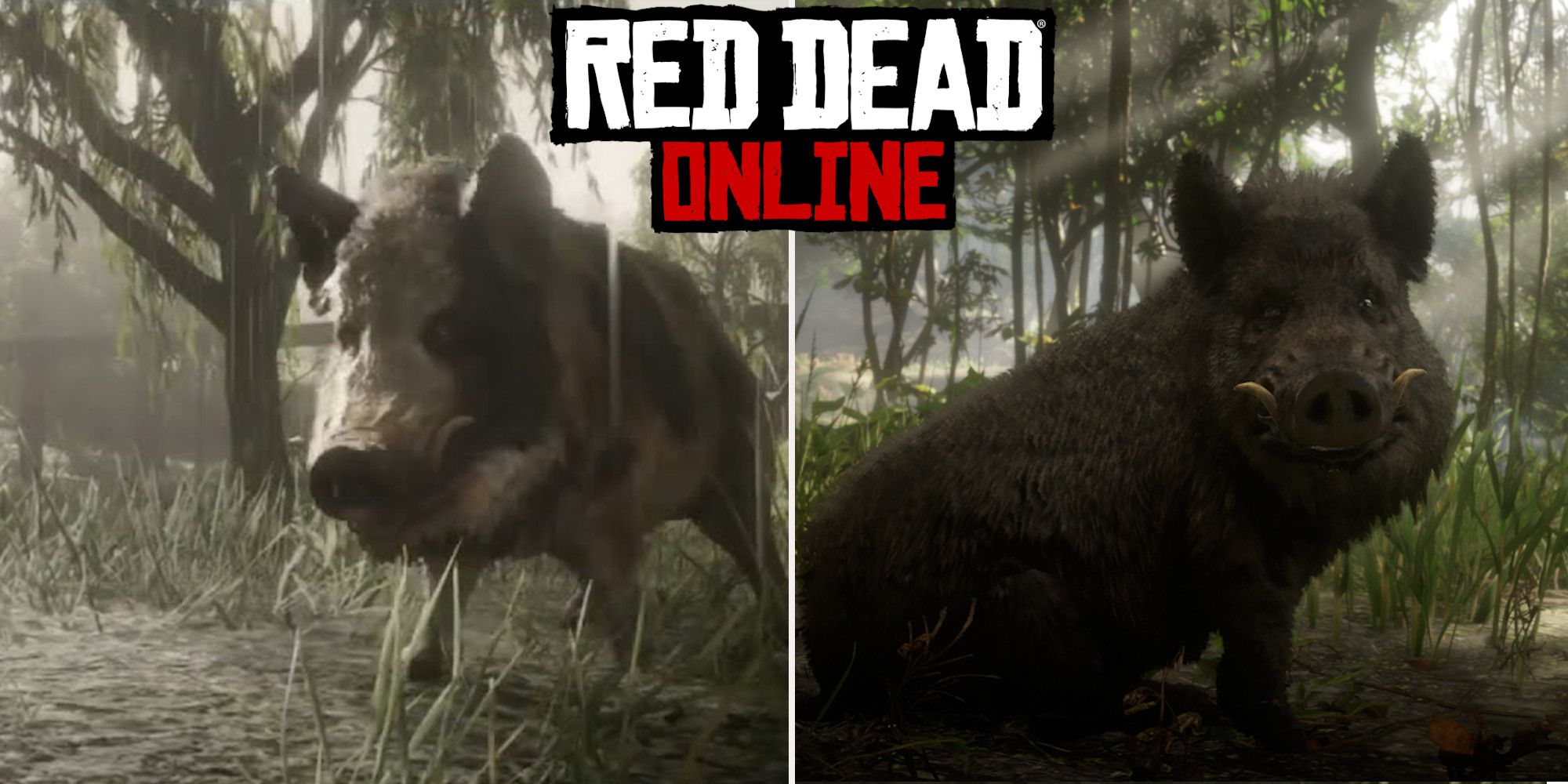 Where To Find Wild Board In Red Dead Online