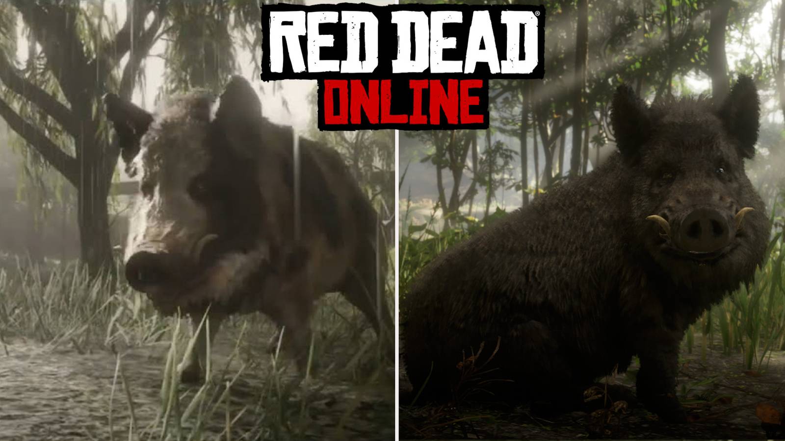 Where To Find Wild Board In Red Dead Online