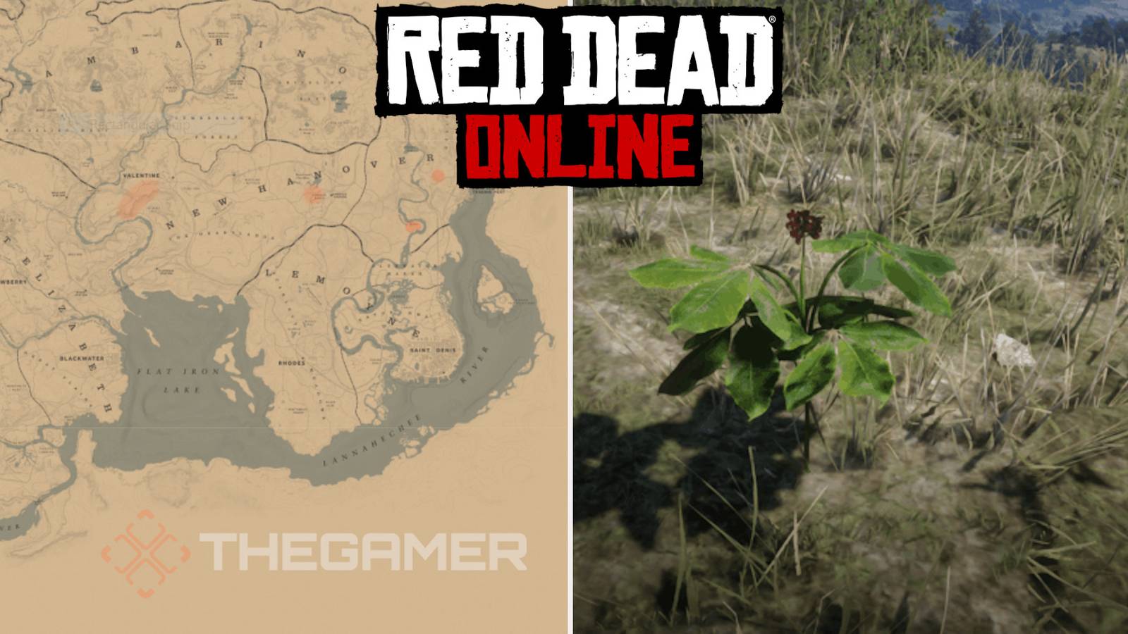 Red Dead Online: Best American Ginseng Locations