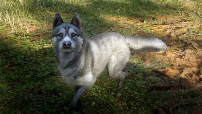 Where To Find Dogs In Red Dead Online