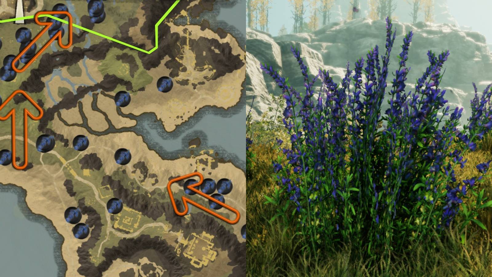 New World Complete Herb Guide