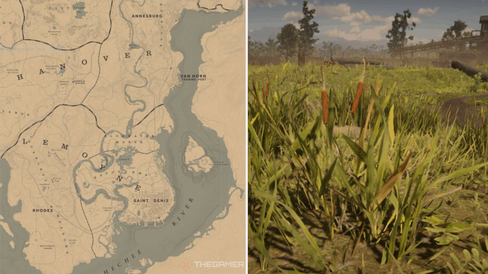 Where To Find Common Bulrush In Red Dead Online