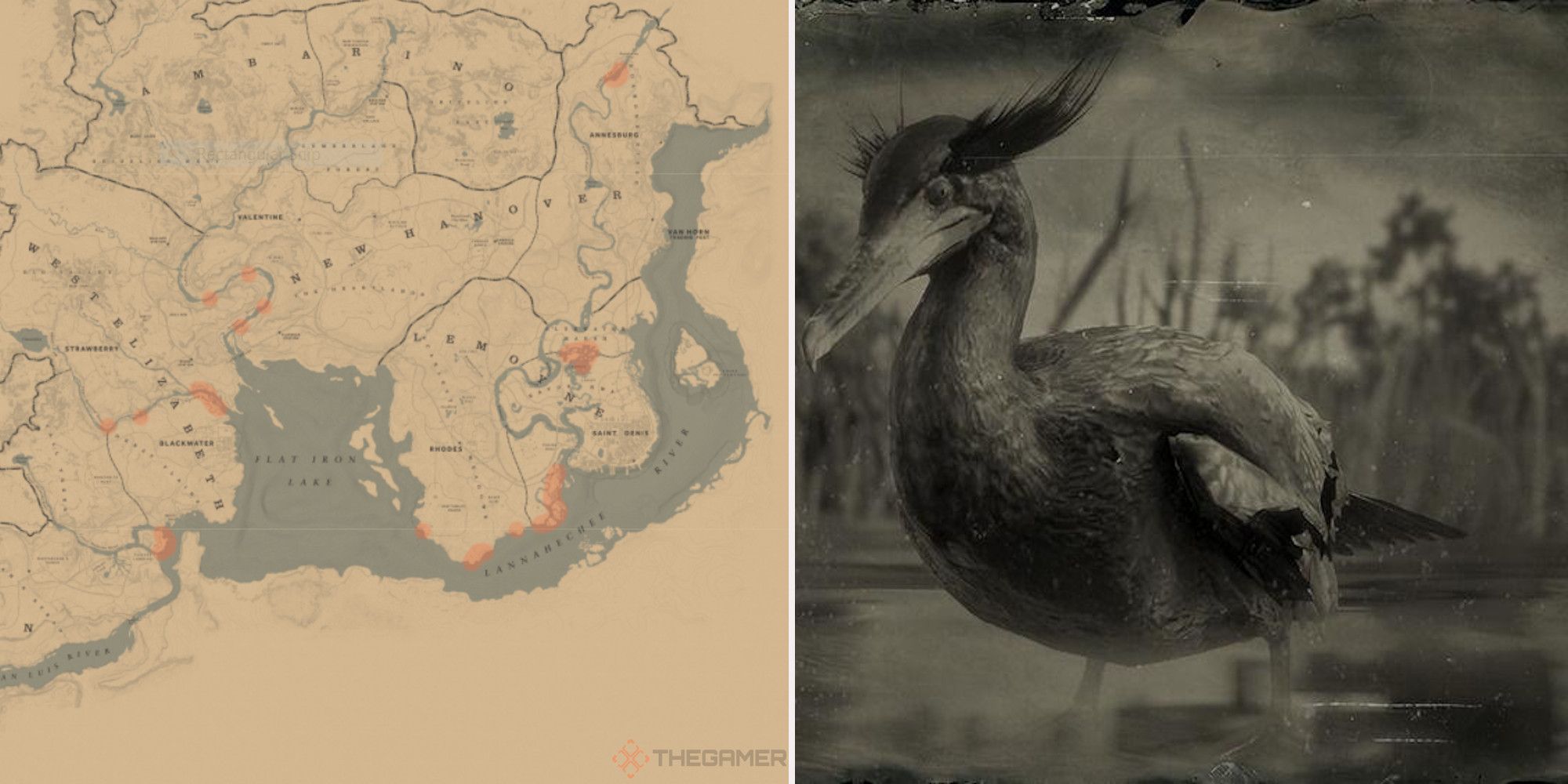 Where To Find Cormorants In Red Dead Online