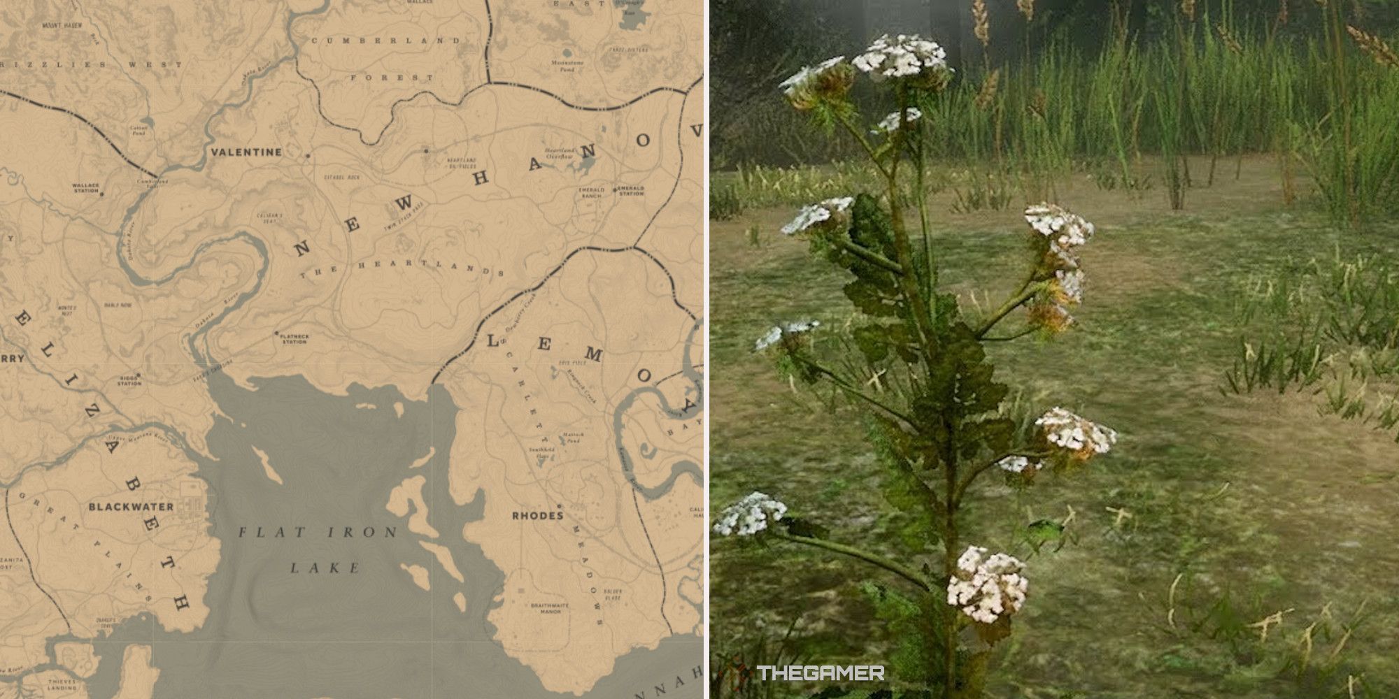 Where To Find Wild Carrots In Red Dead Online