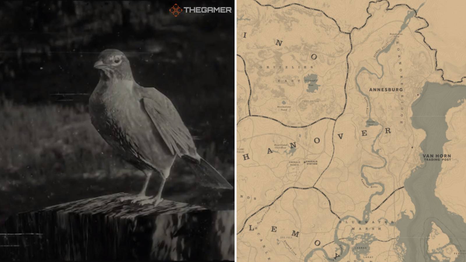 Where To Find Robins In Red Dead Online