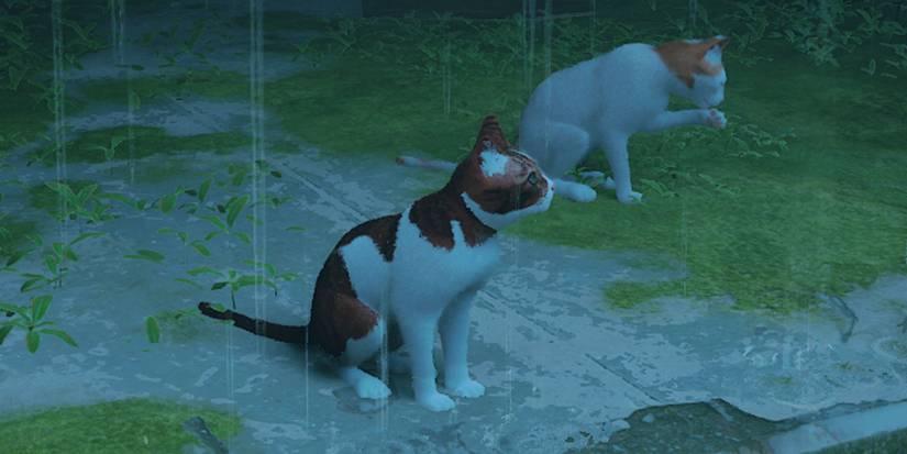 People Are Modding Their Own Cats Into Stray