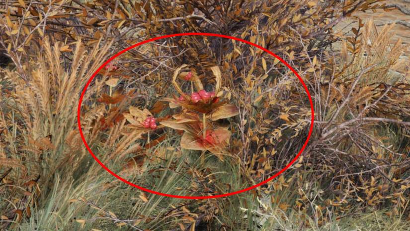 How To Farm Firecracker Berries In Fallout 76