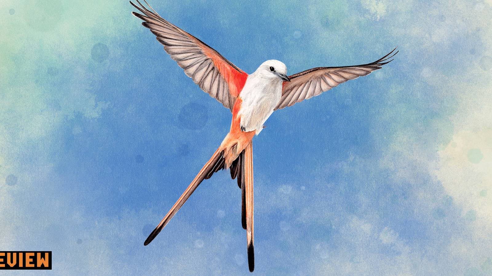 Wingspan Switch Review: The Only Game That Features The Juniper Titmouse