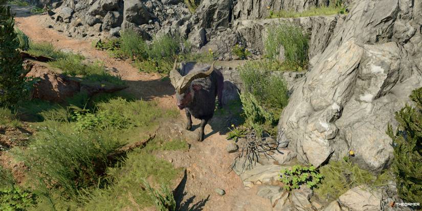 The Best Wild Shape Forms In BG3