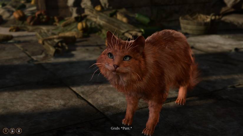 All Cat Locations In BG3
