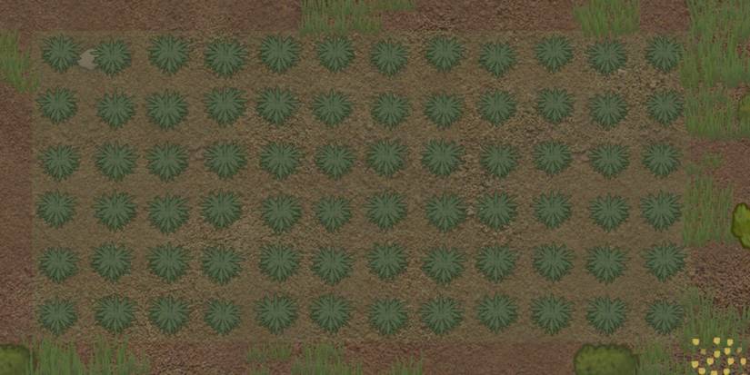 The Best Crops to Plant in Your Colony In RimWorld