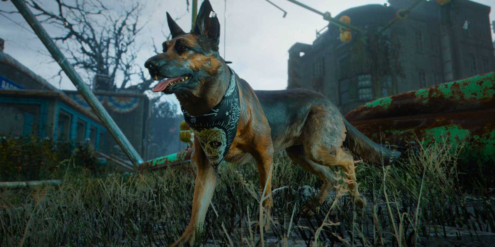 Best Equipment For Dogmeat In Fallout 4