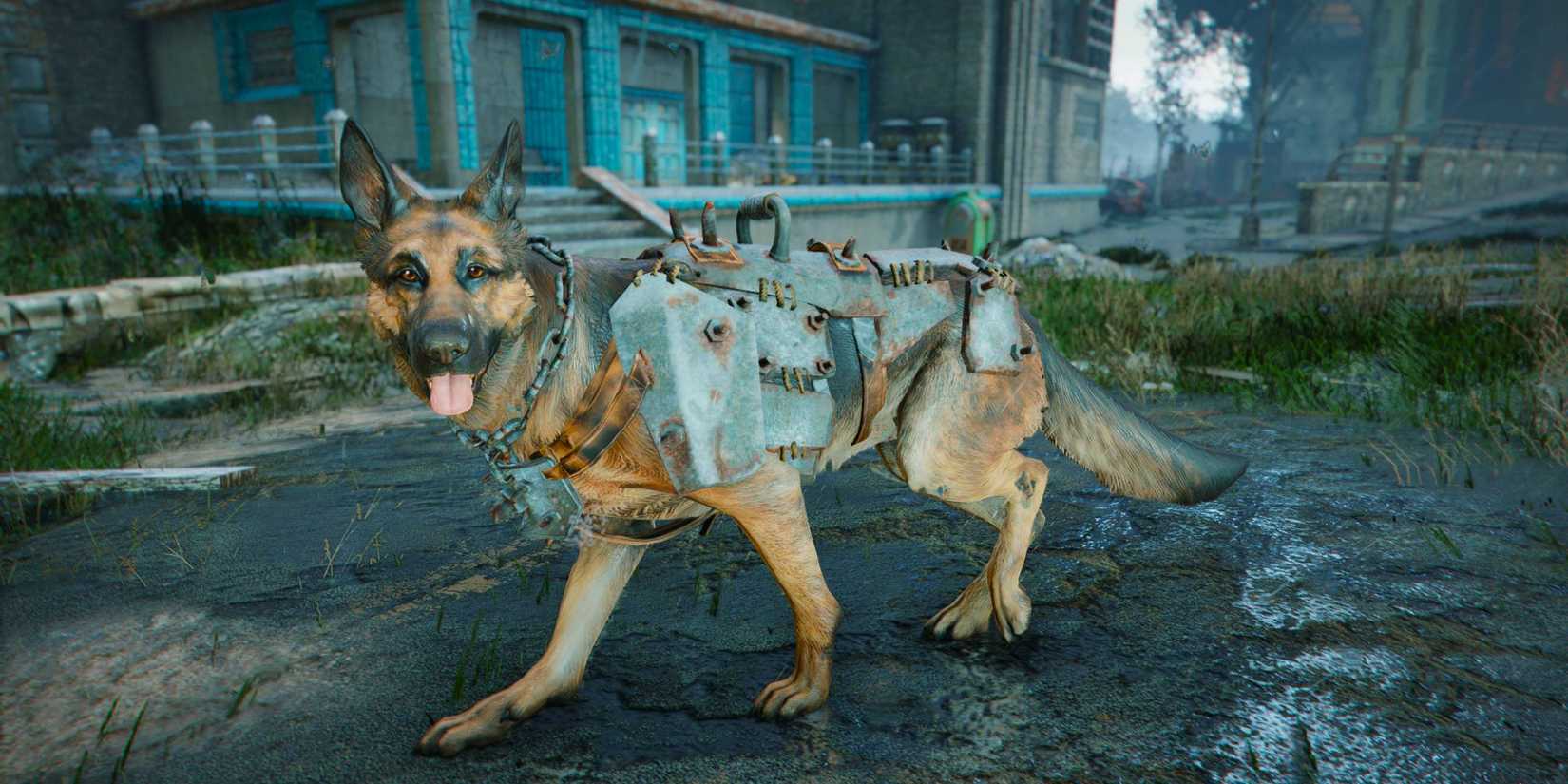 Best Equipment For Dogmeat In Fallout 4