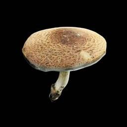 Which Mushrooms Can You Eat In Scum?