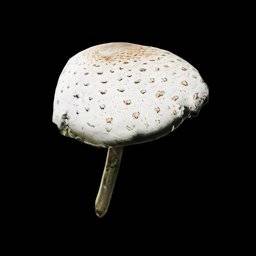 Which Mushrooms Can You Eat In Scum?