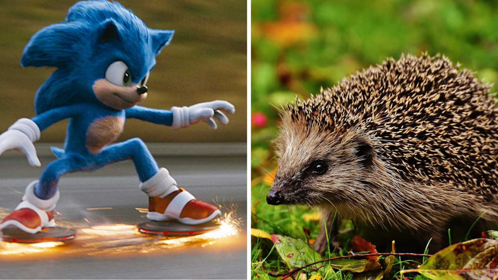How Realistic Are Sonic The Hedgehog Characters?