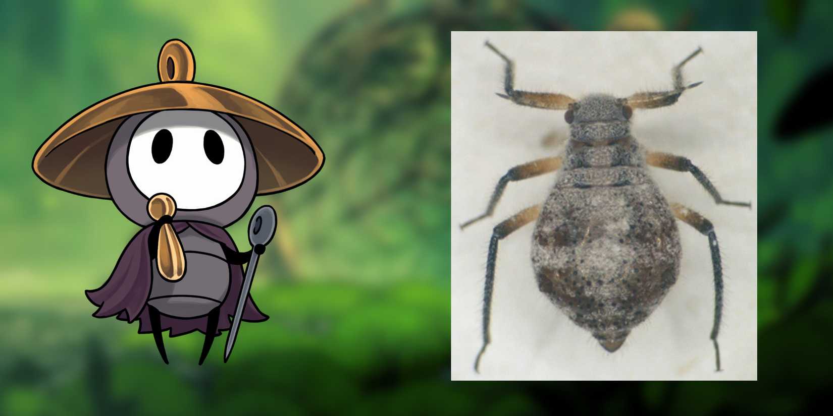 Quel genre de bugs sont ces personnages de Hollow Knight: Silksong ...