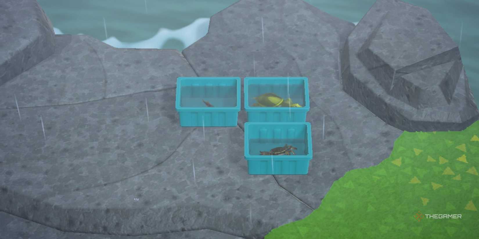 soft shell turtle acnh