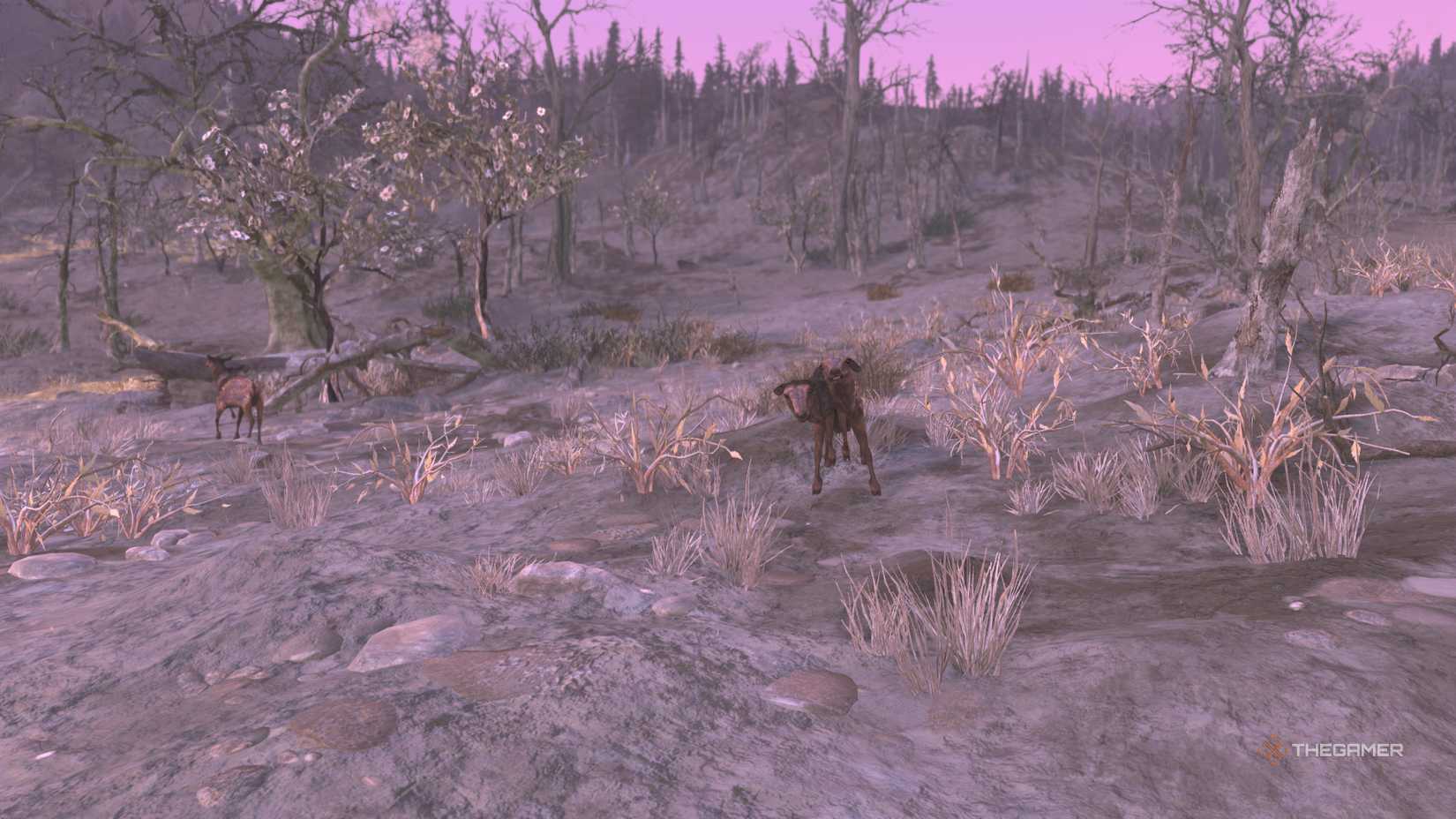 The Best Radstag Locations In Fallout 76