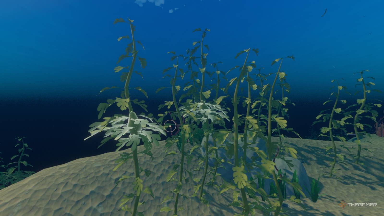 Where To Find Seaweed In Raft