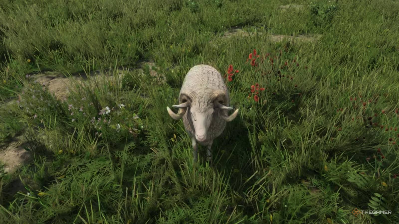 How To Find Ignatius The Ram In Kingdom Come: Deliverance 2