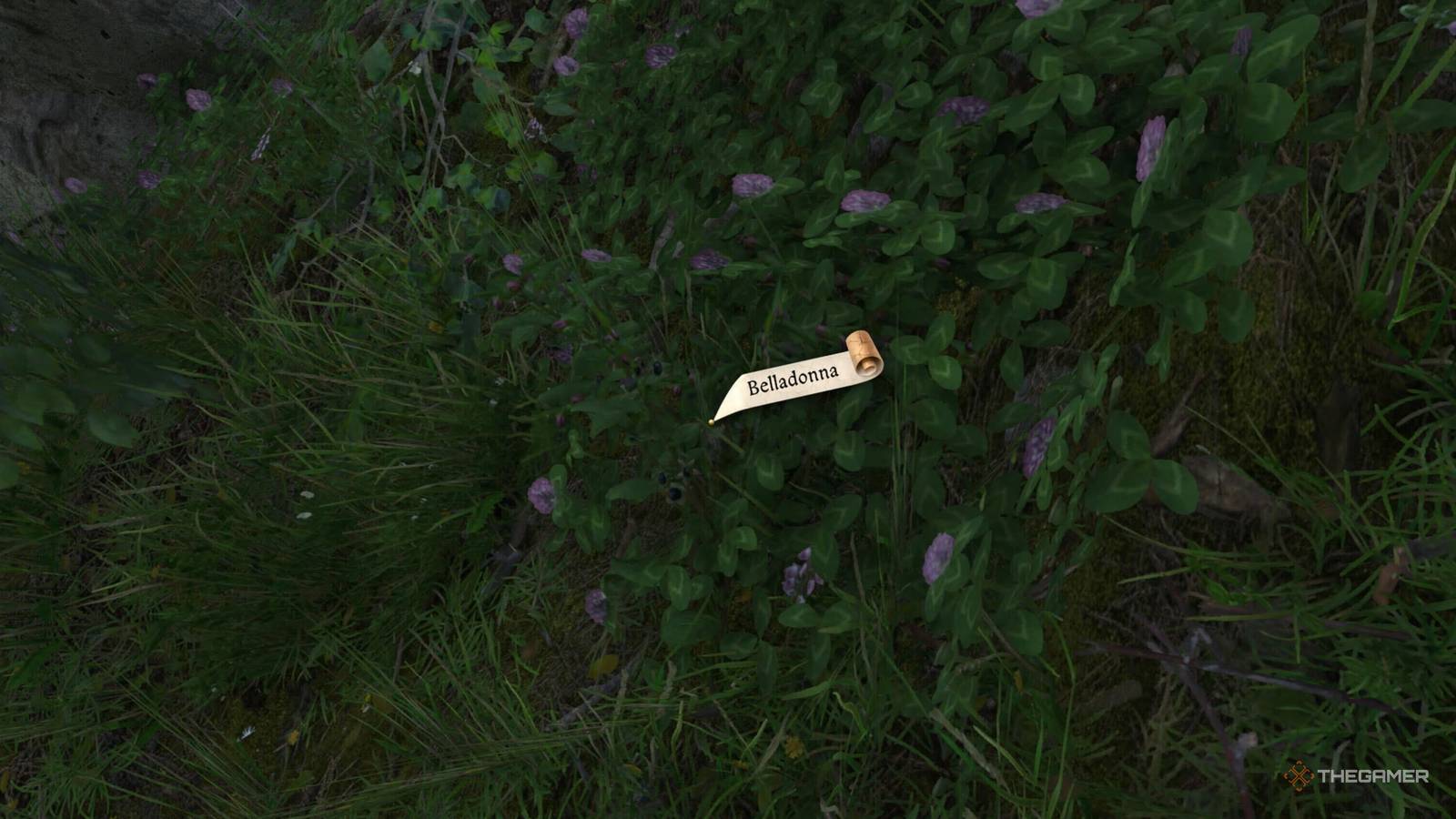 Where To Find Belladonna In Kingdom Come: Deliverance 2
