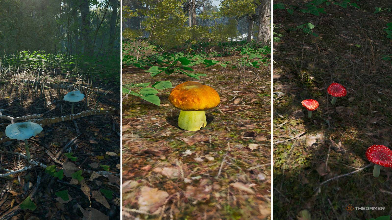 Which Mushrooms Can You Eat In Scum?
