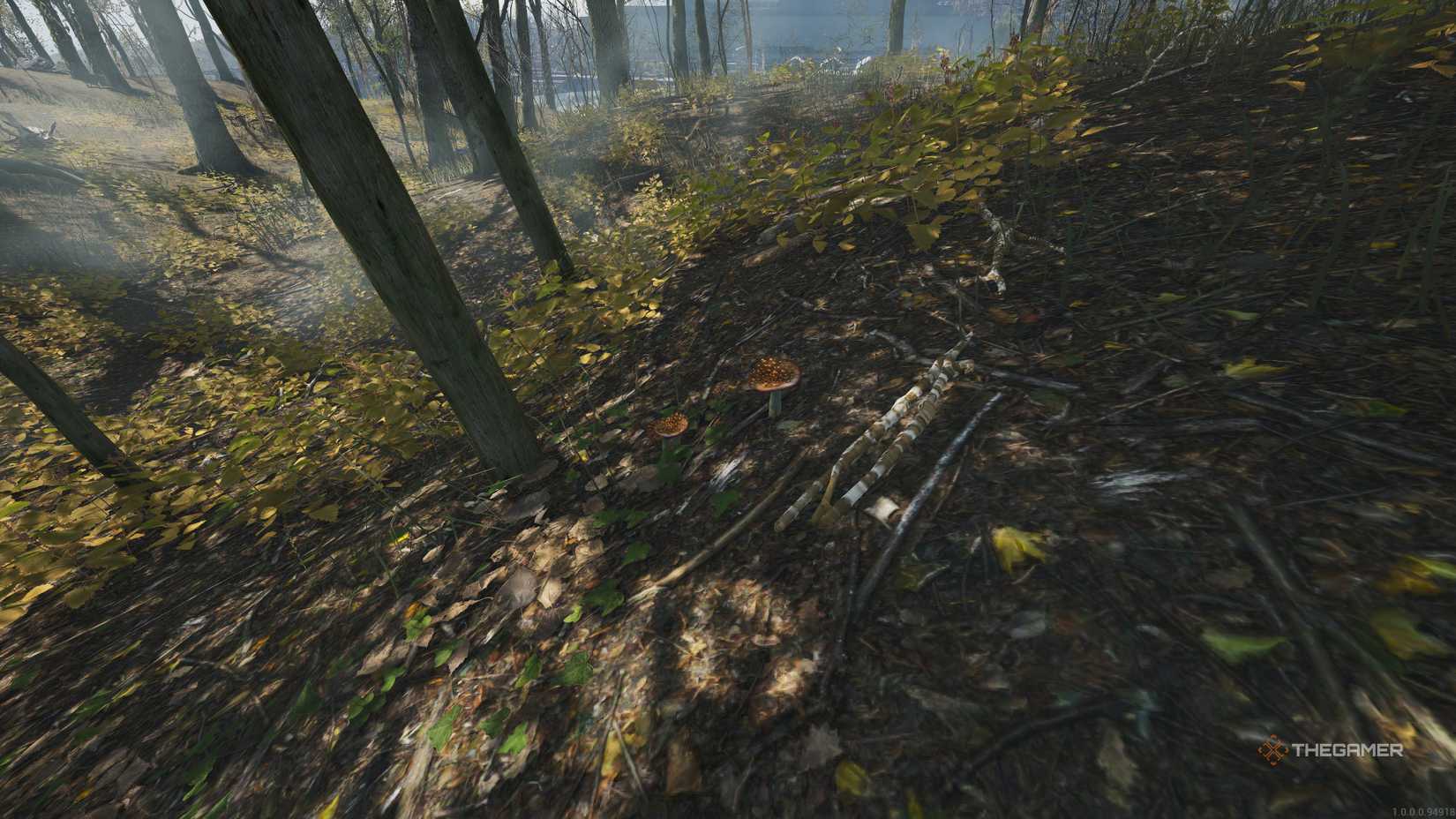 Which Mushrooms Can You Eat In Scum?