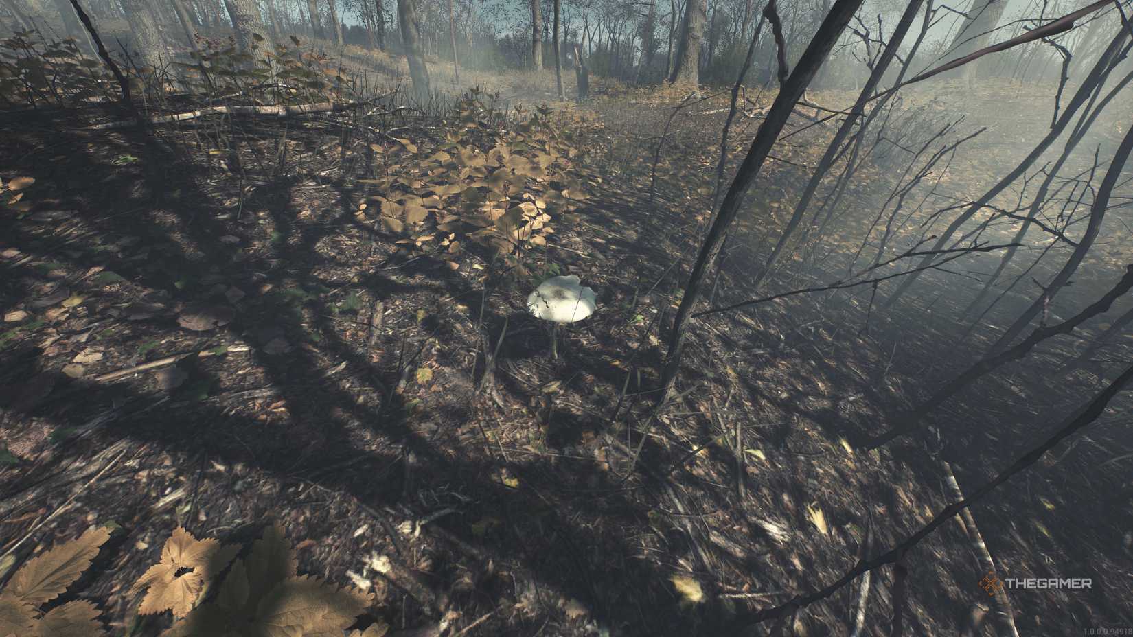 Which Mushrooms Can You Eat In Scum?