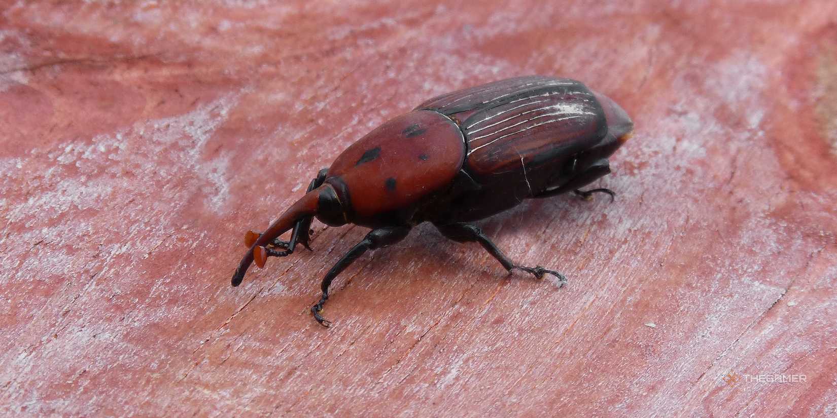 These Are The Bugs We Want To See In Grounded 2