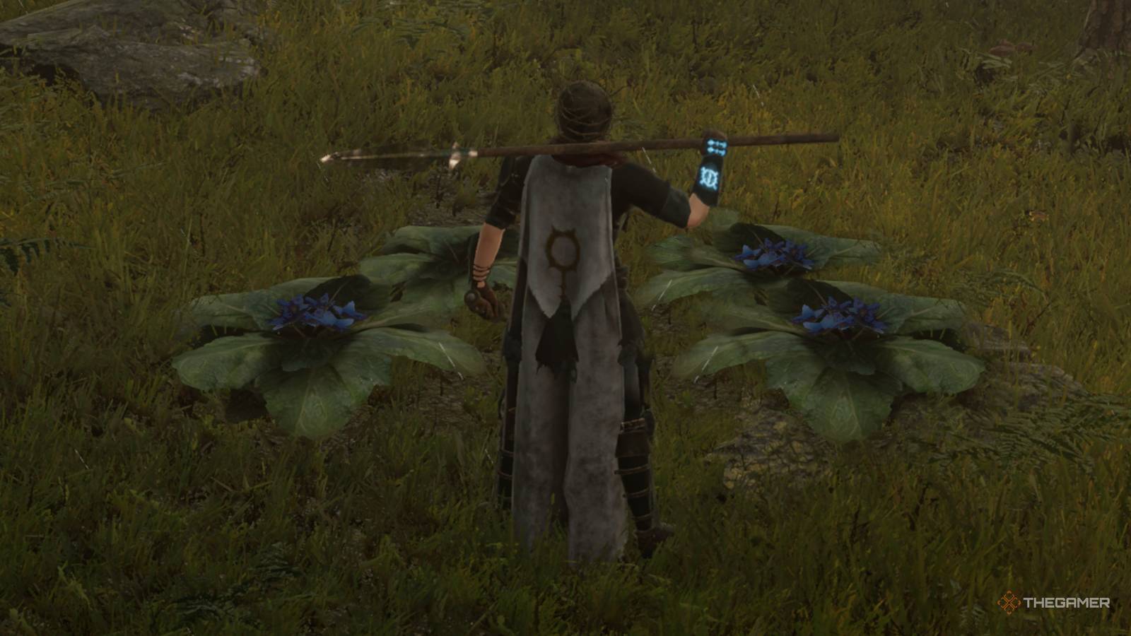 Where To Find Mandrake In Tainted Grail: The Fall Of Avalon